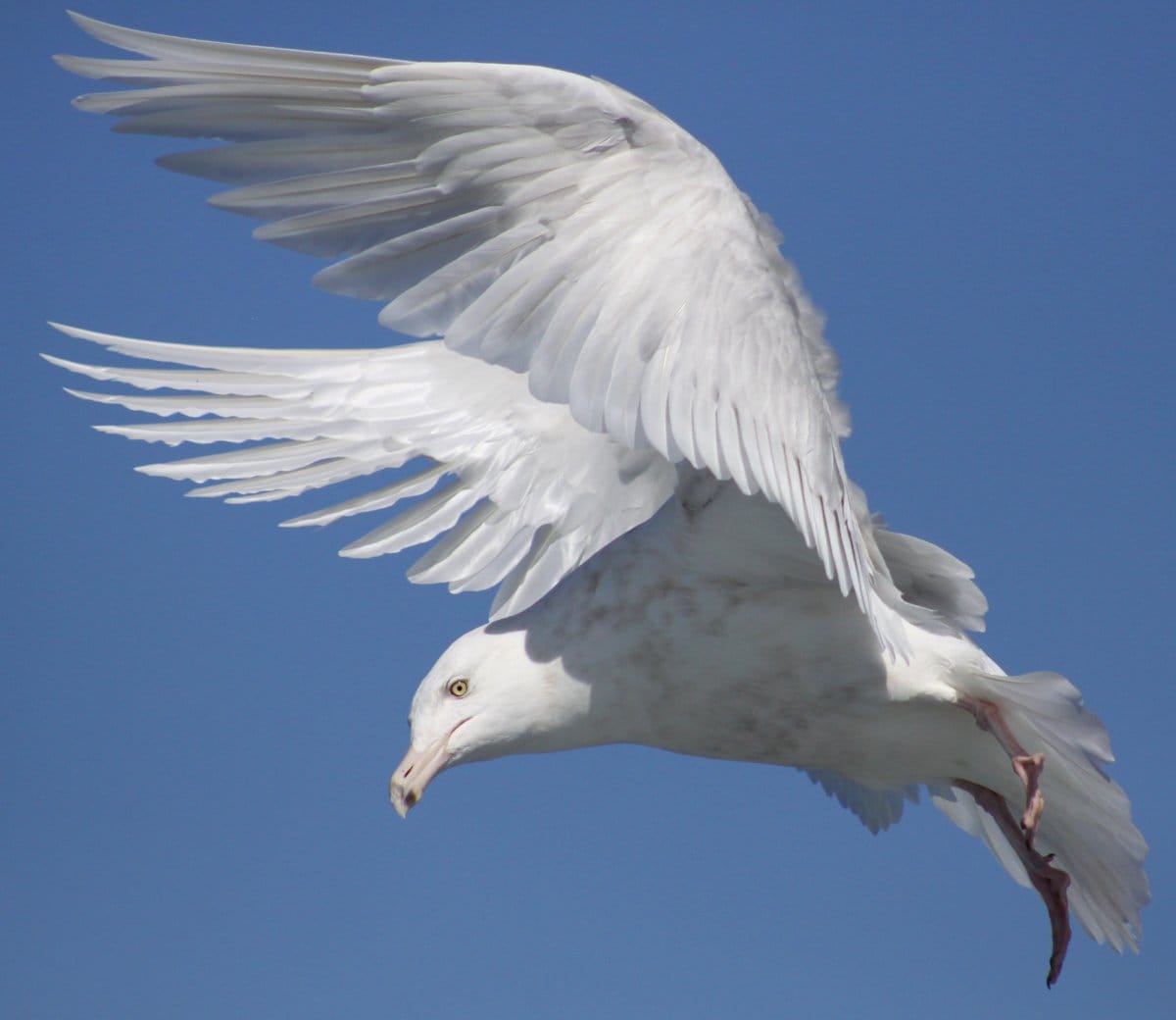Glaucous Gull Larus hyperboreus - 10,000 Birds