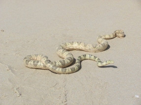 Sea Snakes of Northern Australia - 10,000 Birds
