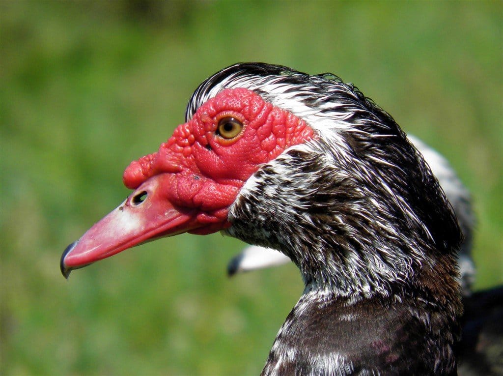Manky Muscovy Ducks - 10,000 Birds