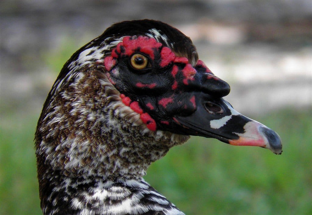 Manky Muscovy Ducks - 10,000 Birds