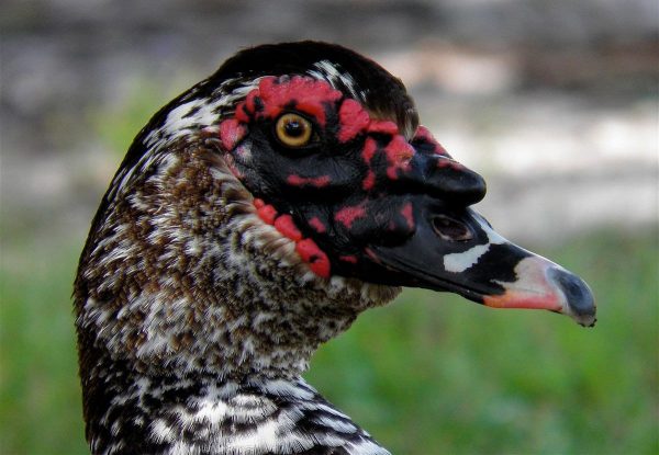 Manky Muscovy Ducks - 10,000 Birds