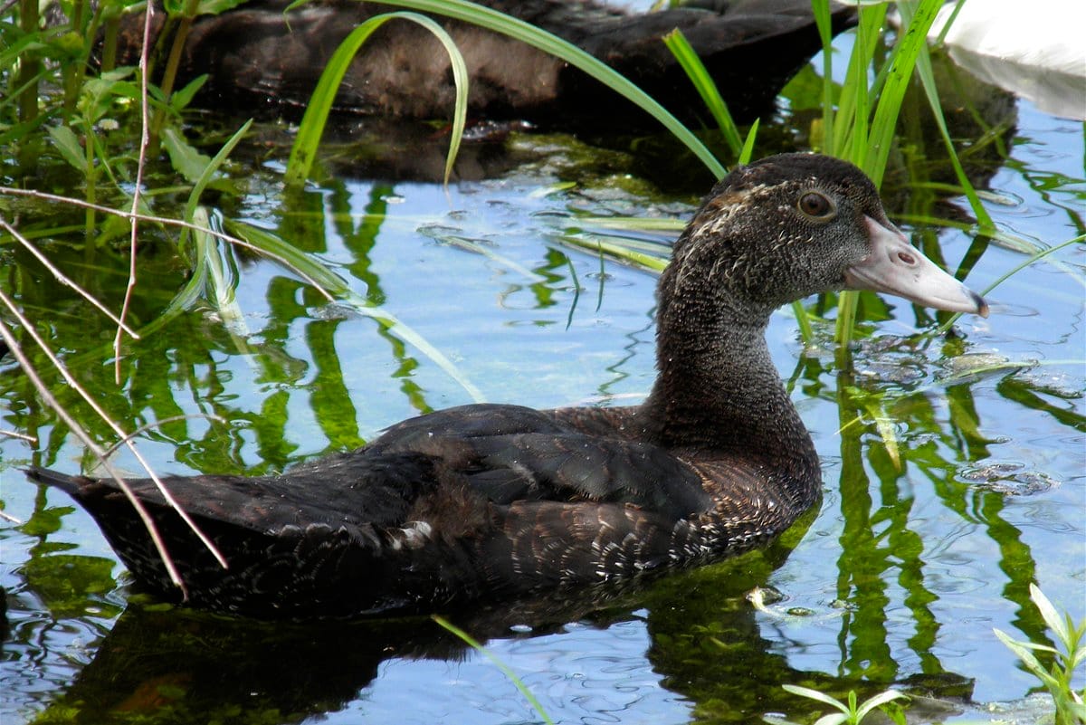 Manky Muscovy Ducks - 10,000 Birds