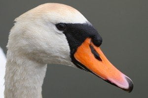 What is the National Bird of Denmark? - 10,000 Birds