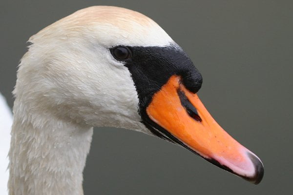 What is the National Bird of Denmark? - 10,000 Birds
