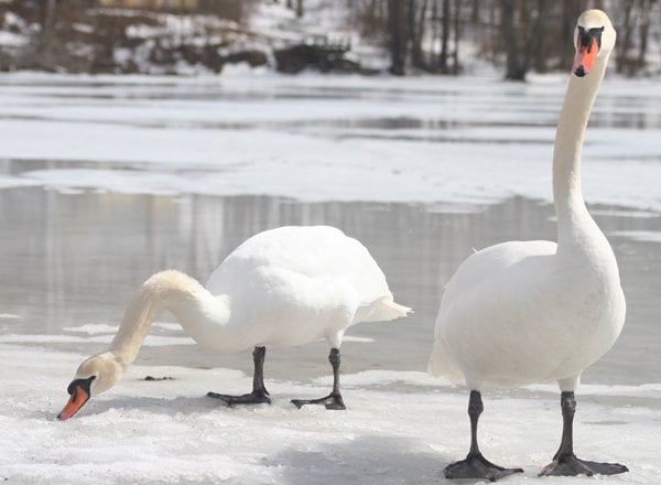 What is the National Bird of Denmark? - 10,000 Birds