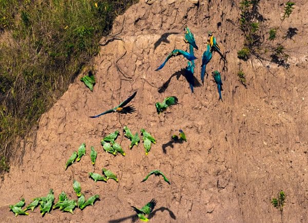 Licking Clay: the Macaws of Tambopata, Peru - 10,000 Birds