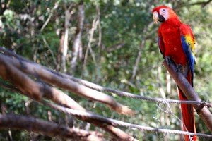 What is the National Bird of Honduras? - 10,000 Birds