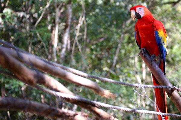 What is the National Bird of Honduras? - 10,000 Birds