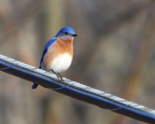 The Bluebird by John Burroughs - 10,000 Birds