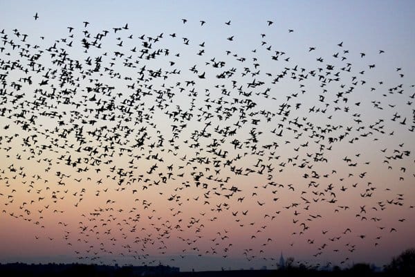 Duck Migration - 10,000 Birds