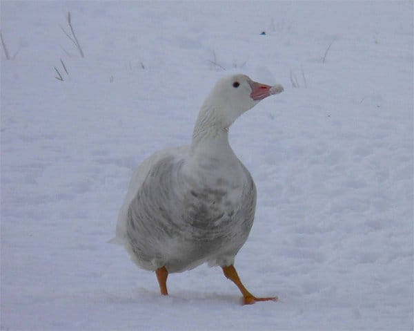 Domestic or Ganky Geese - 10,000 Birds
