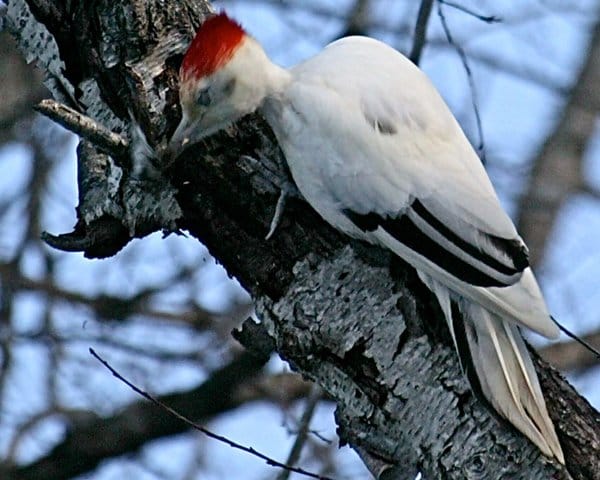 Leucistic Pileated Woodpecker - 10,000 Birds