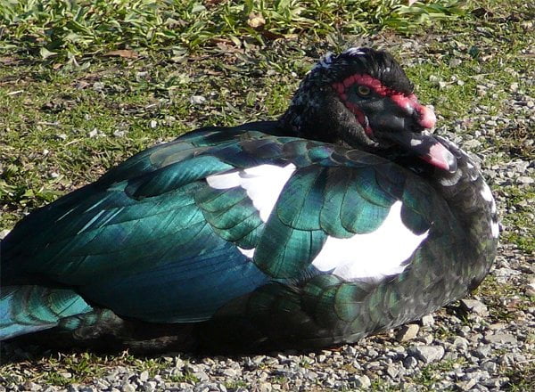 Manky Muscovy Ducks - 10,000 Birds