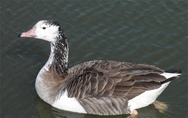 Domestic or Ganky Geese - 10,000 Birds