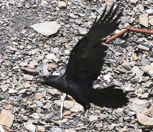 Edgar Allan Poe’s “The Raven” - 10,000 Birds