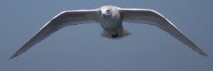 Iceland Gull Larus glaucoides - 10,000 Birds