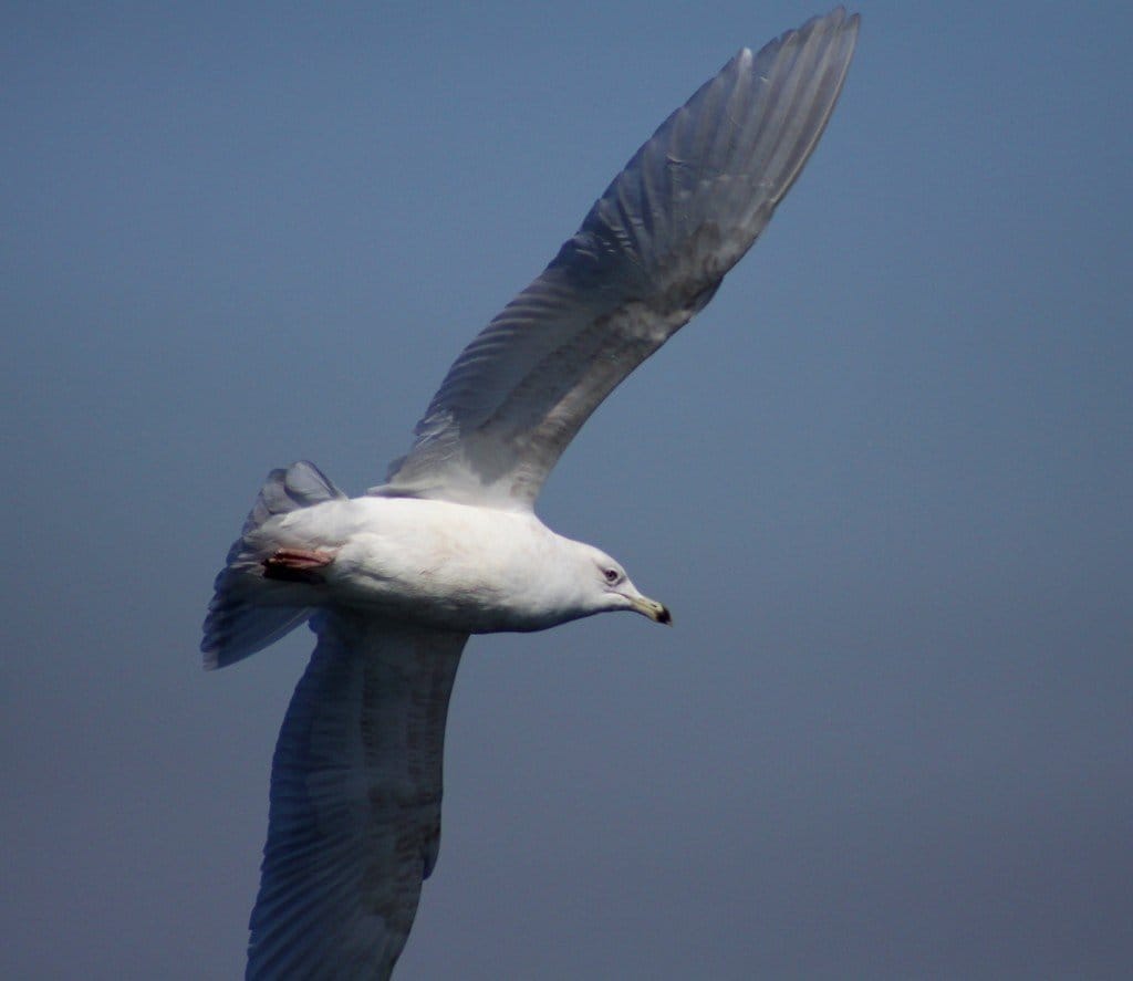 Iceland Gull Larus glaucoides - 10,000 Birds