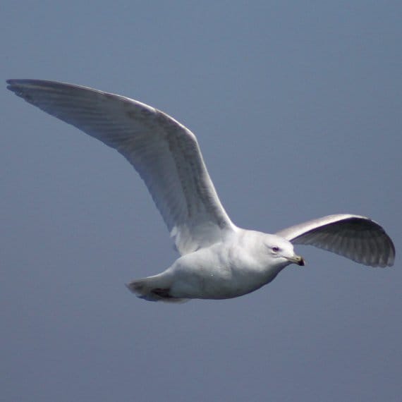 Iceland Gull Larus glaucoides - 10,000 Birds