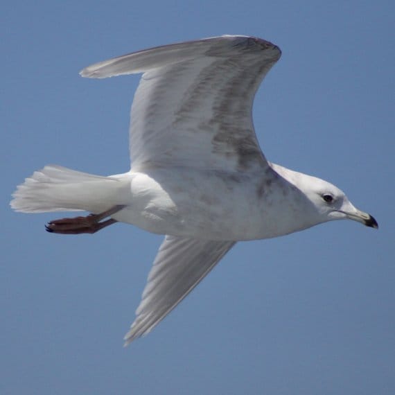 Iceland Gull Larus glaucoides - 10,000 Birds