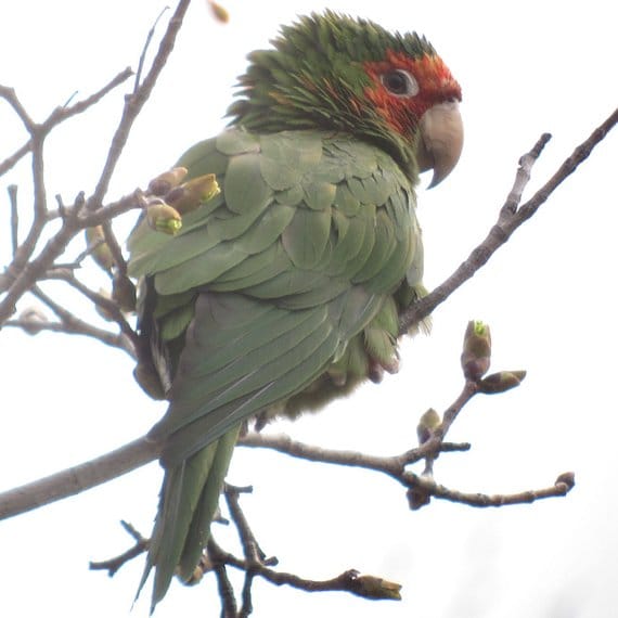 Mysteries of the Mitred Parakeets - 10,000 Birds