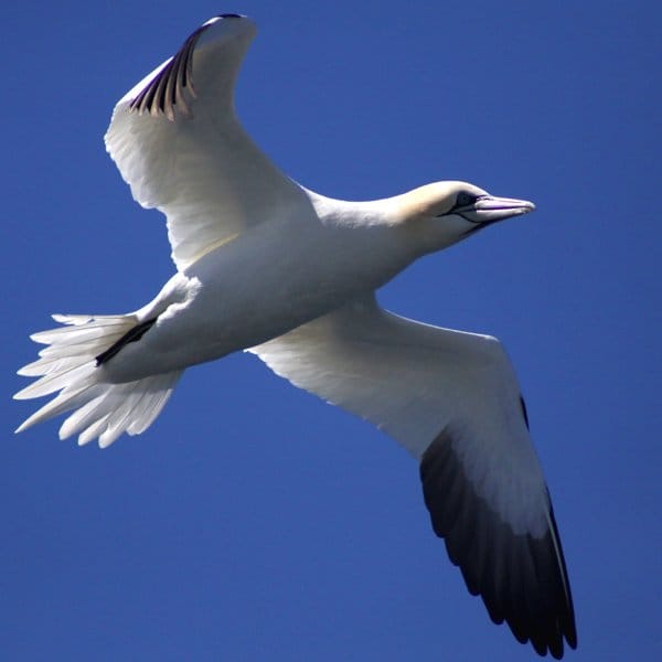 Chum Scrum - 10,000 Birds