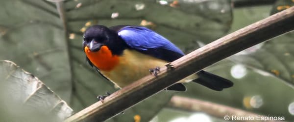 Orange-throated Tanager In Ecuador - 10,000 Birds