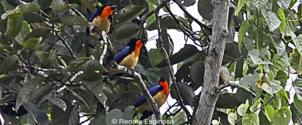 Orange-throated Tanager In Ecuador - 10,000 Birds