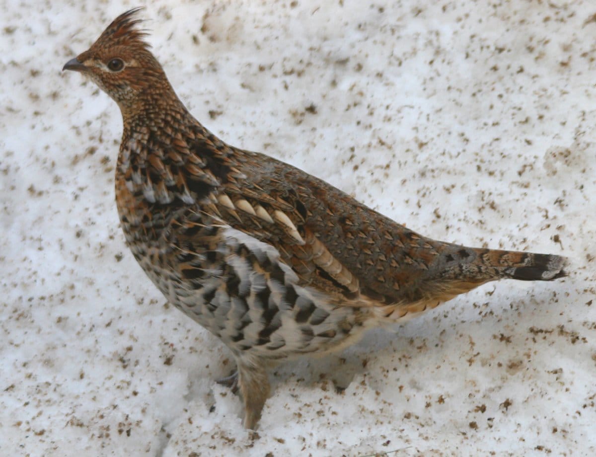 Ruffed Grouse Bonasa umbellus - 10,000 Birds