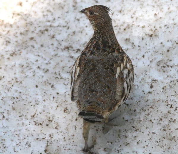 Ruffed Grouse Bonasa umbellus - 10,000 Birds