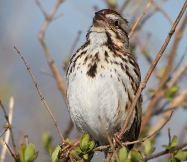 A Bird Sings in Camden - 10,000 Birds