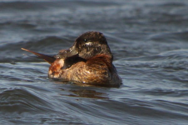 Ruddy Duck with Black Cheeks - 10,000 Birds