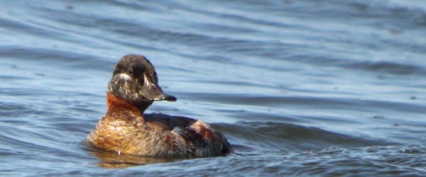 Ruddy Duck with Black Cheeks - 10,000 Birds