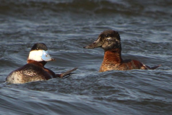 Ruddy Duck with Black Cheeks - 10,000 Birds