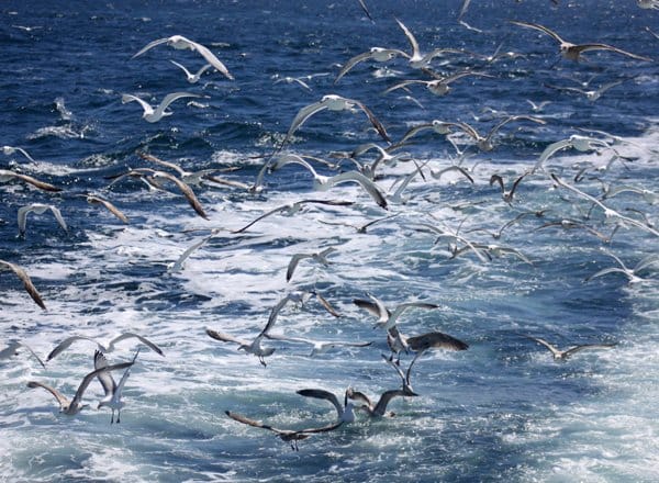 Chum Scrum - 10,000 Birds