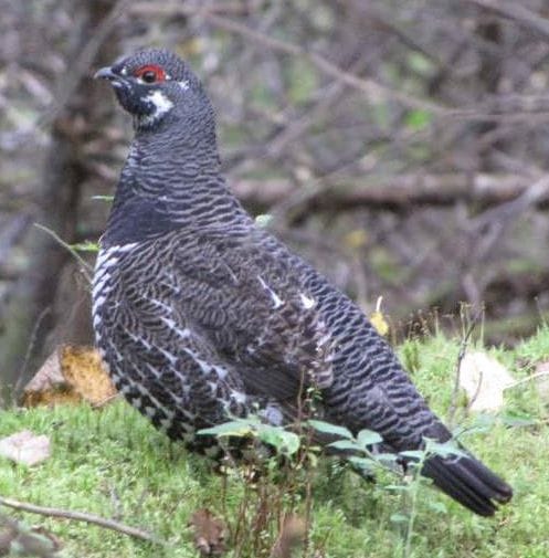 Of Whiskey Jacks and Water Ouzels - 10,000 Birds