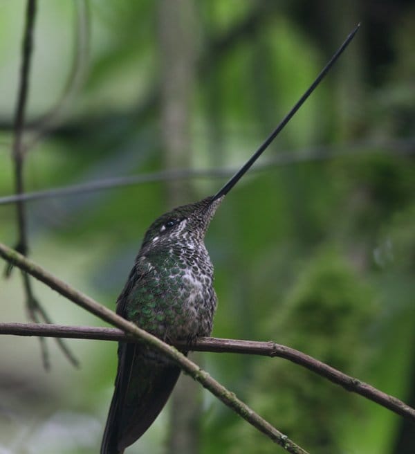 Sword-billed Hummingbird - 10,000 Birds