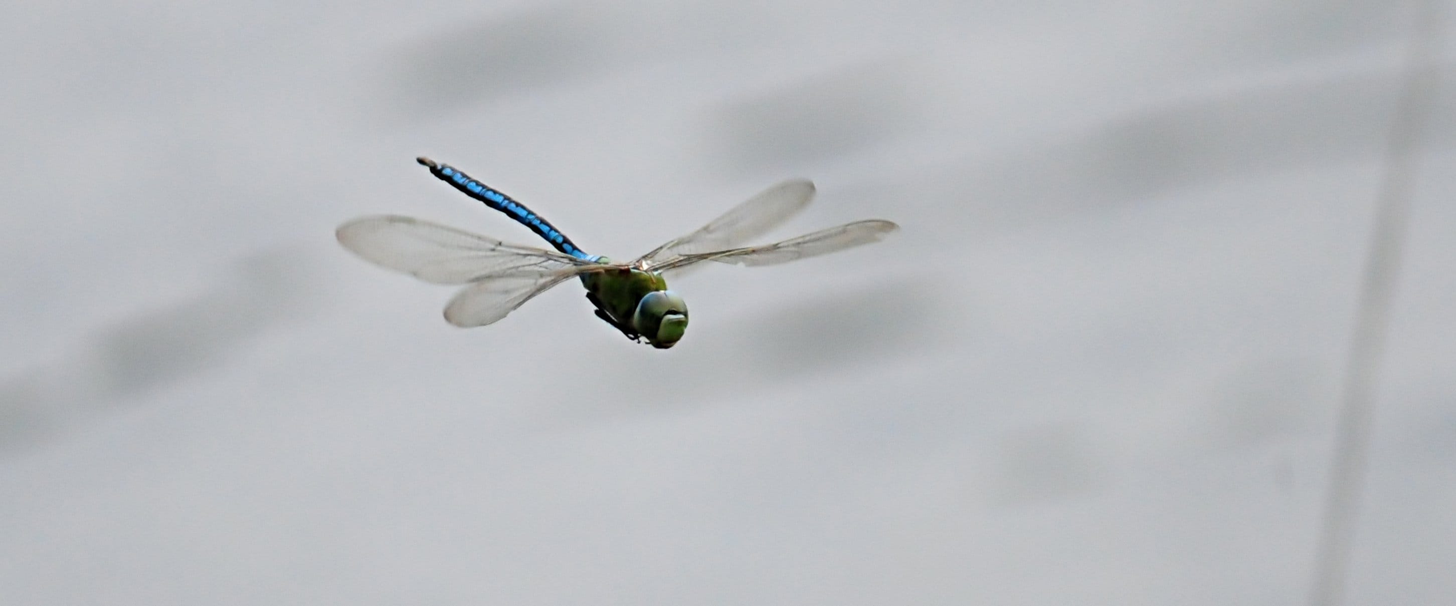 Digiscoping (Flying) Dragonflies - 10,000 Birds