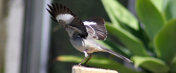 Mockingbird Victory Dance - 10,000 Birds