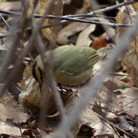 Wood-Warblers During Spring Migration - 10,000 Birds
