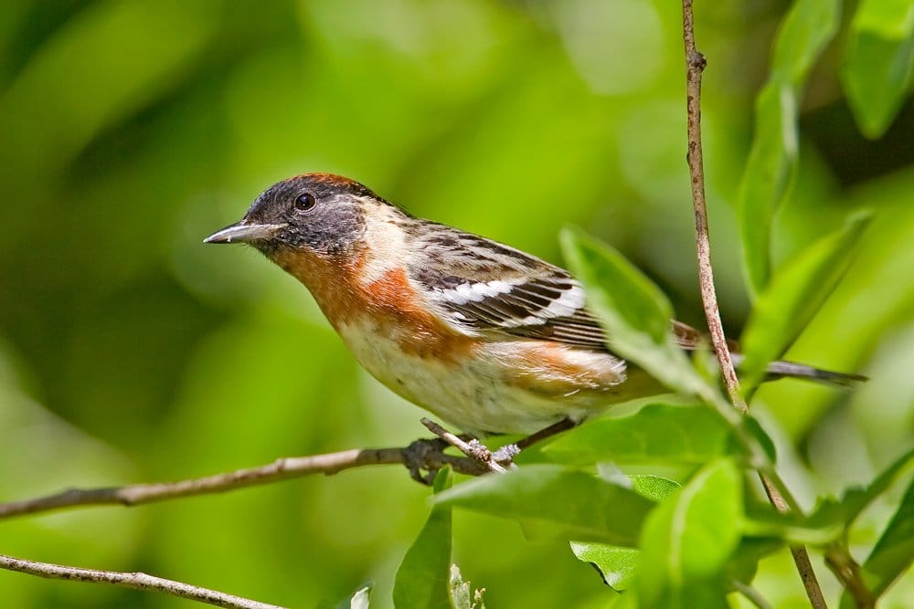 Photographing Wood-Warblers - 10,000 Birds