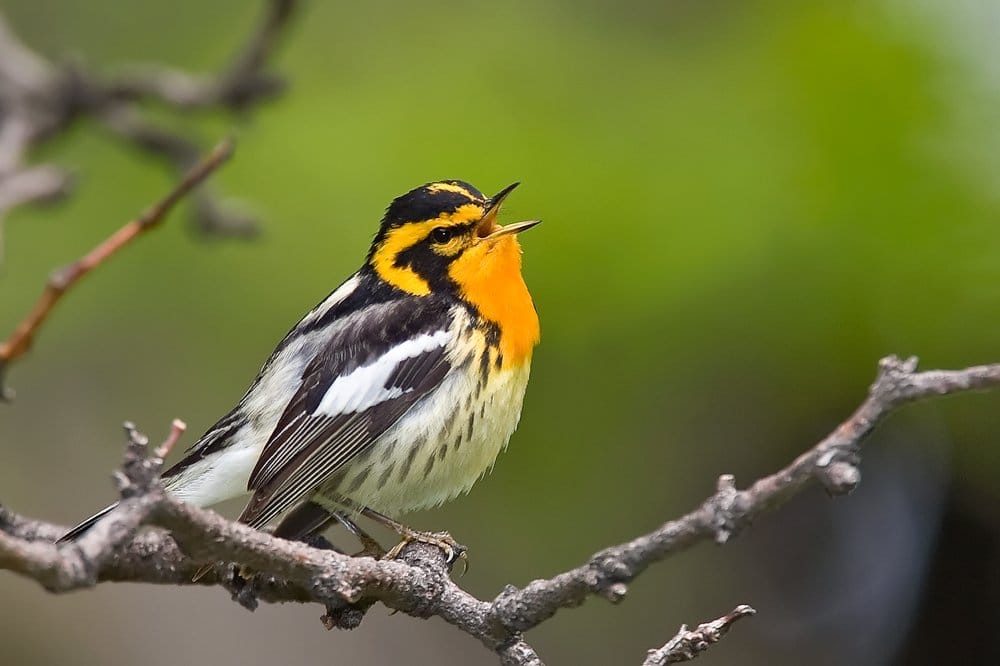 Photographing Wood-Warblers - 10,000 Birds