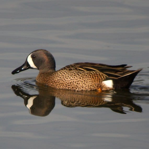 Hybrid Teals - 10,000 Birds