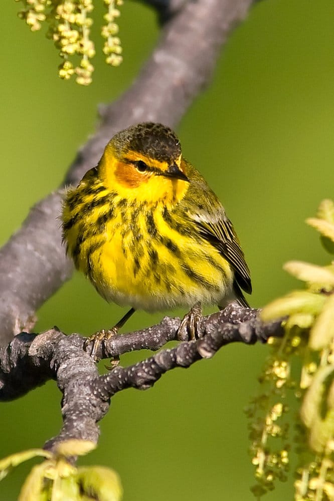 Photographing Wood-Warblers - 10,000 Birds