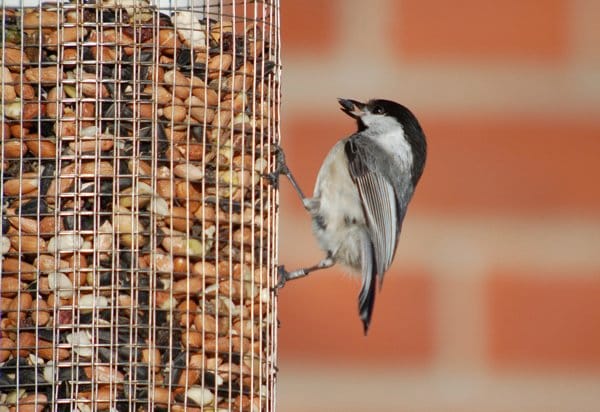 Playback of Bird Calls Benefits Some Birds - 10,000 Birds