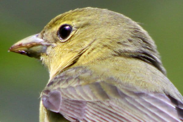 Female Scarlet Tanager - 10,000 Birds