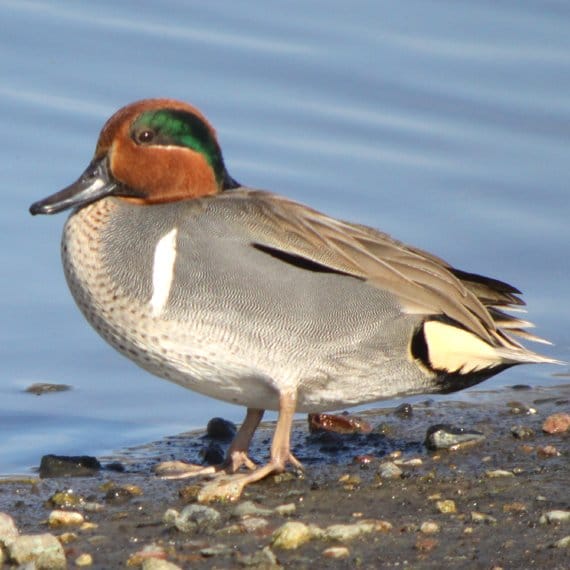 Hybrid Teals - 10,000 Birds