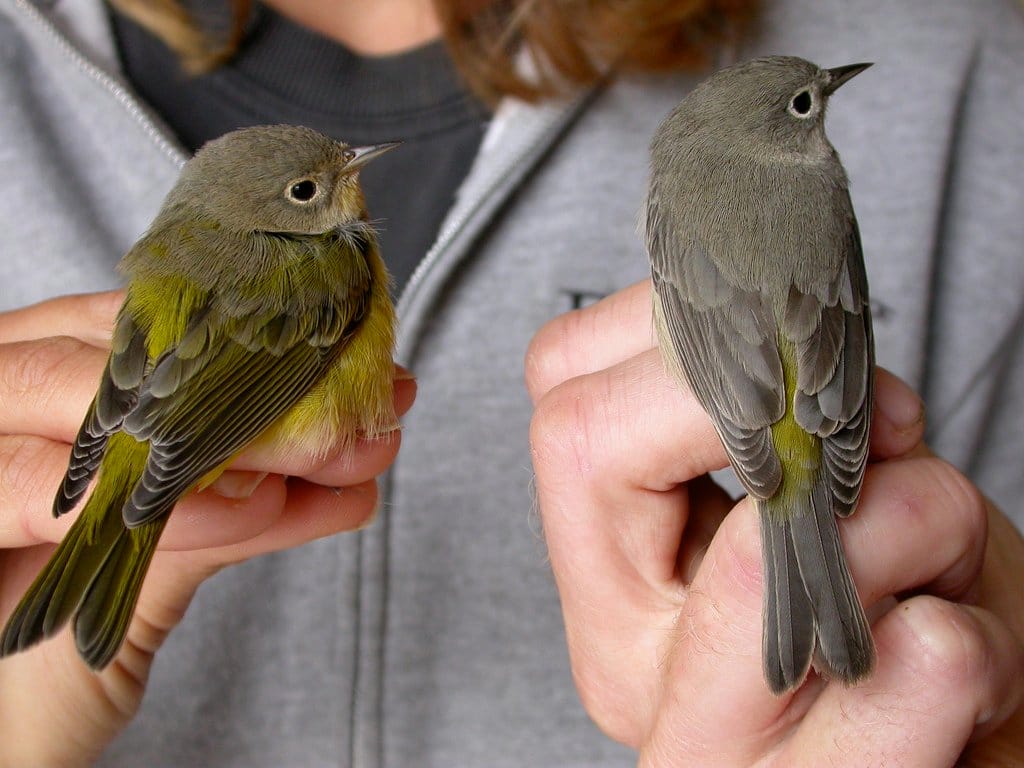 The Lost Warblers of the Farallon Islands - 10,000 Birds