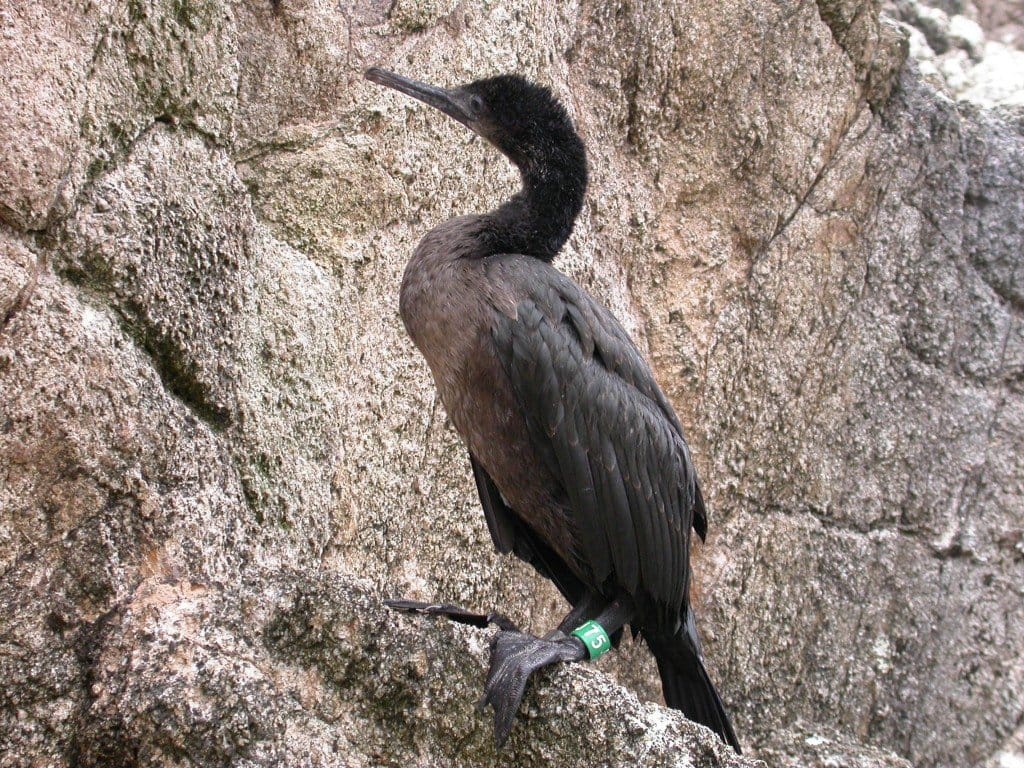Days of Guano - 10,000 Birds
