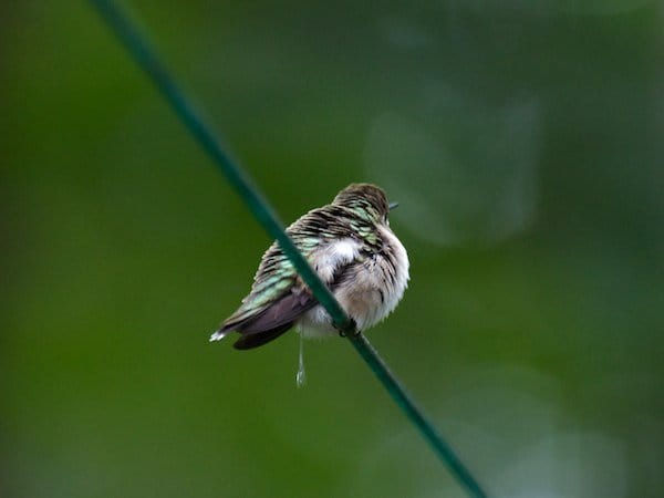The Scoop on Poop, or, Why I Post Photos of Defecating Birds - 10,000 Birds