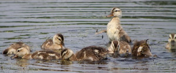 Gadwall Ducklings, or, Aaawww, Cute! - 10,000 Birds